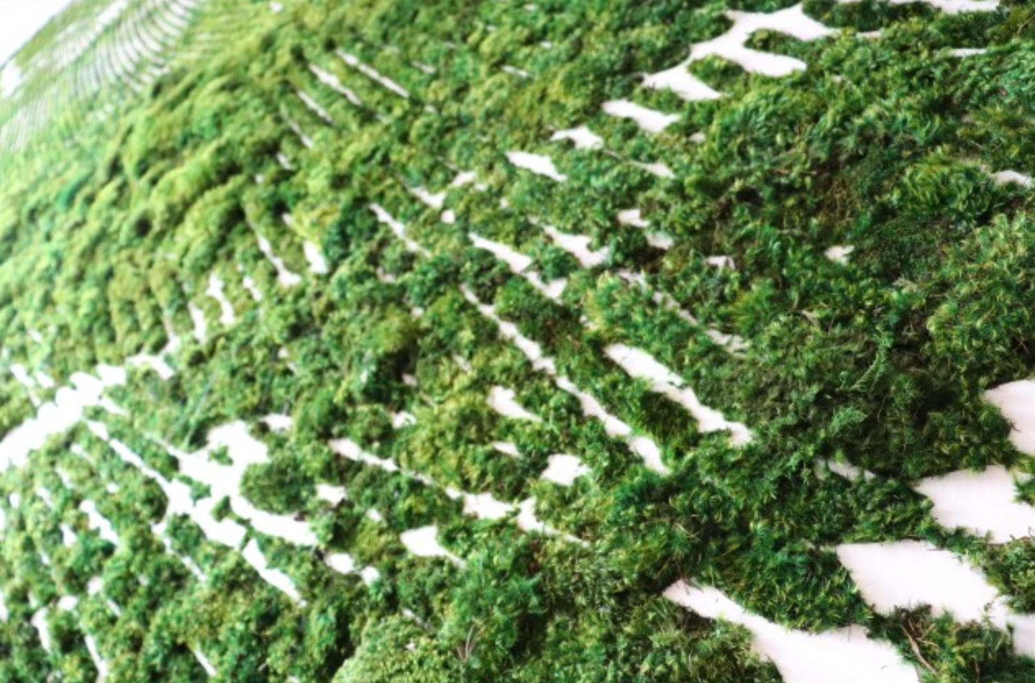 Transform Your Space with Moss Walls Indoor – PLANT THE FUTURE