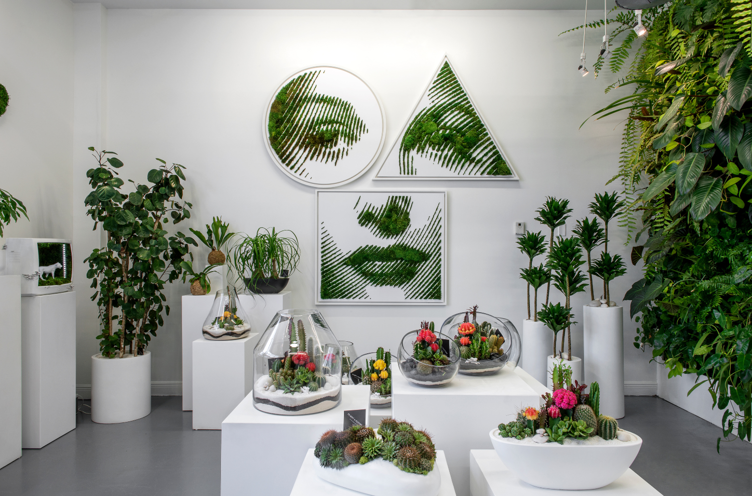 Luxury Plants in Miami: Elevate Your Space – PLANT THE FUTURE