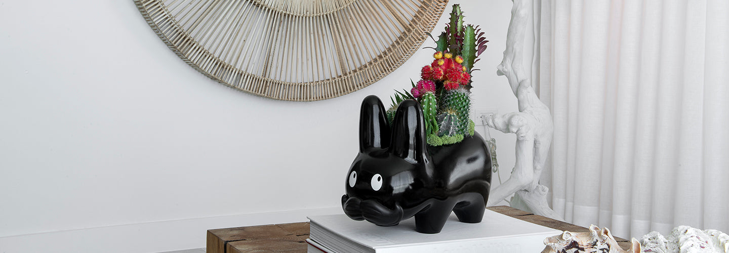 5 Unique Tabletop Plants for Coffee Tables – PLANT THE FUTURE