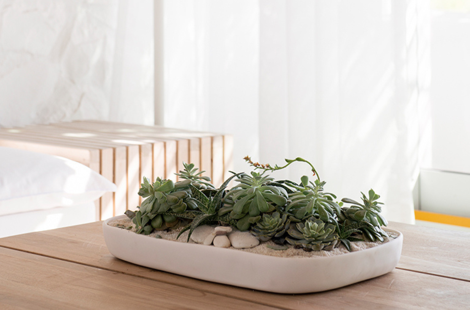 Symbolism of Succulents: Luxury Houseplants in Miami – PLANT THE FUTURE