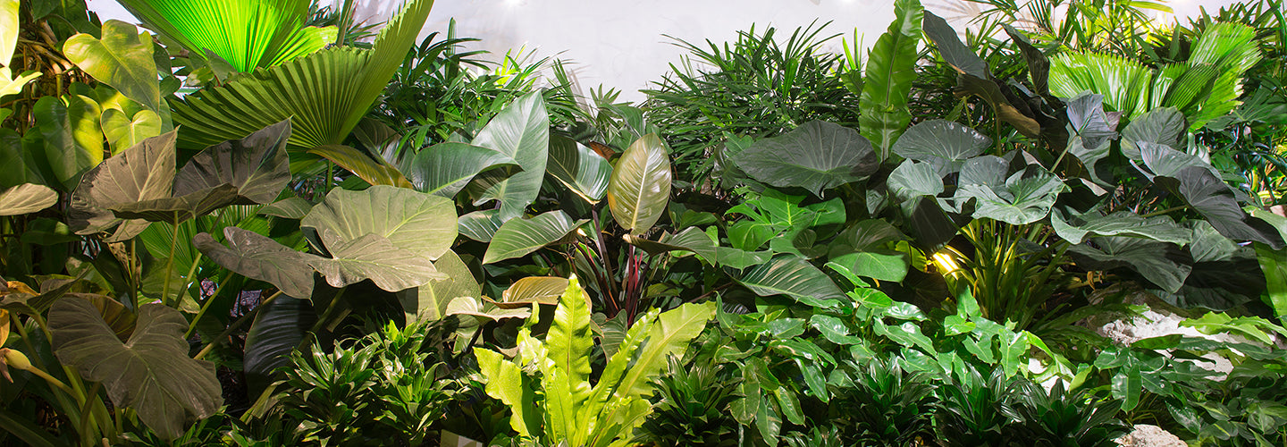 Decorating With Plants: 3 Inspirational Designs for the Modern Home ...