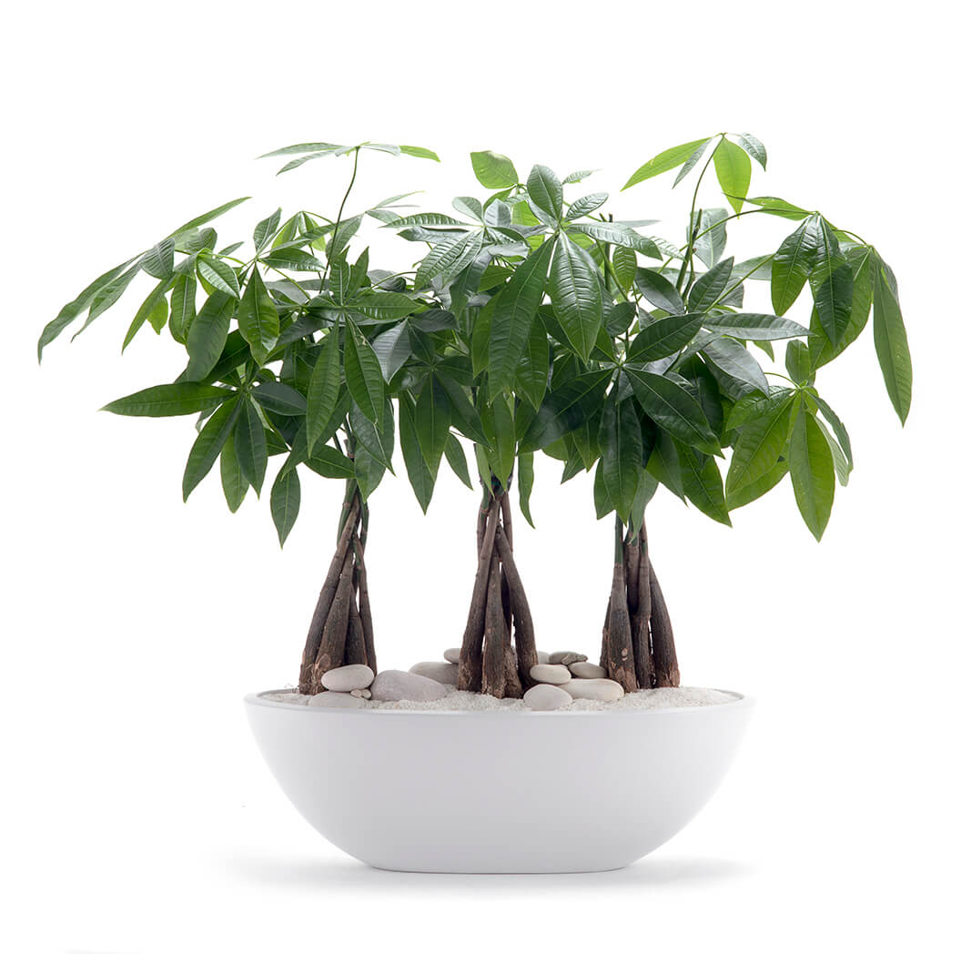 Que Cuidados Necesita Chinese Money Tree How To Splits Up A Money Tree