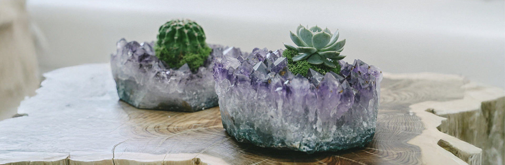 Crystal – PLANT THE FUTURE