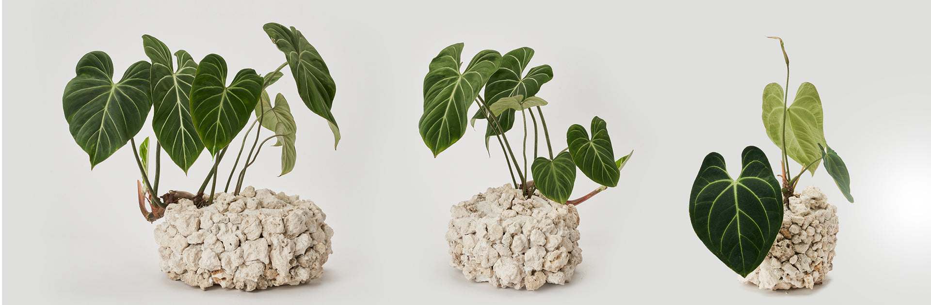 Recent Arrivals – PLANT THE FUTURE