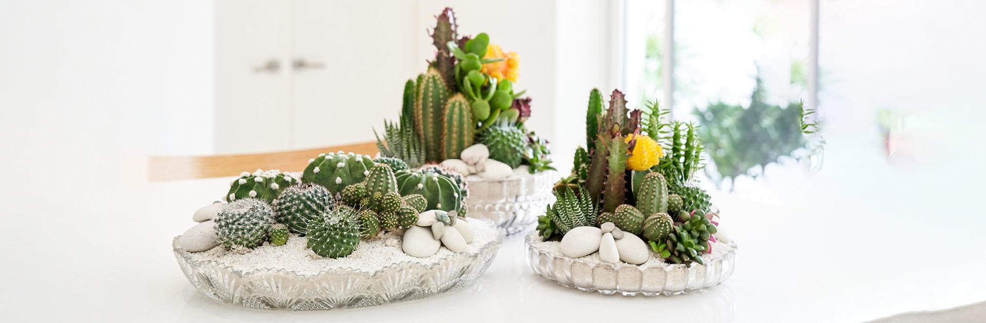 Succulent & Cactus Dish Gardens – PLANT THE FUTURE