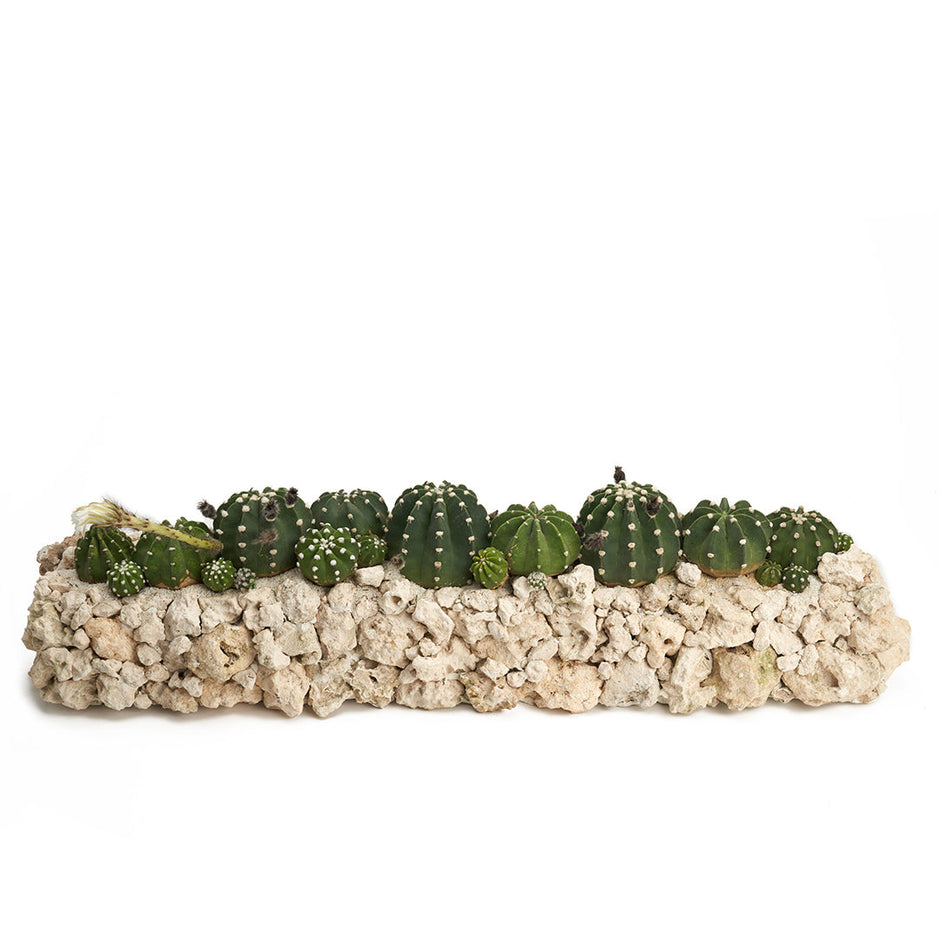 Recent Arrivals – PLANT THE FUTURE