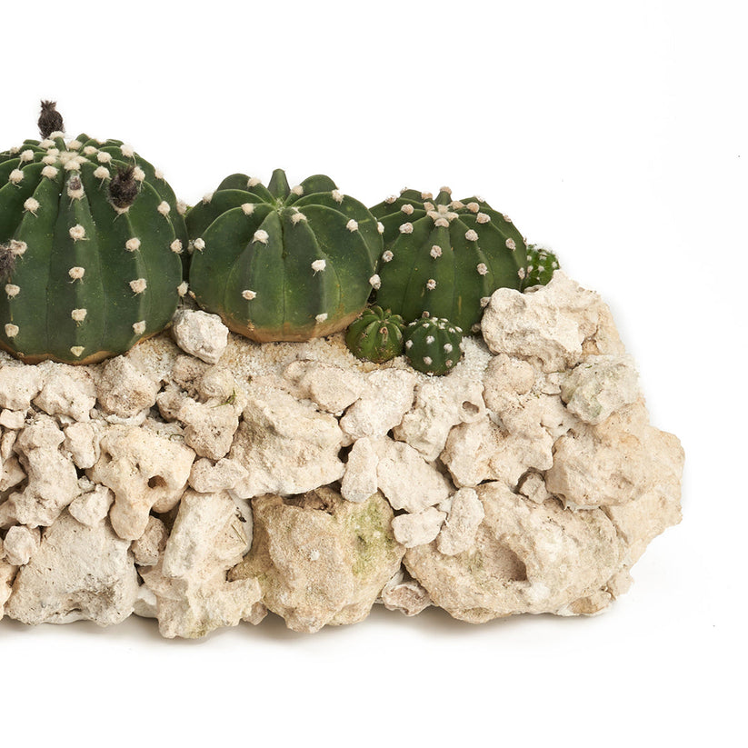 Keystone Trough - Cactus Garden – PLANT THE FUTURE