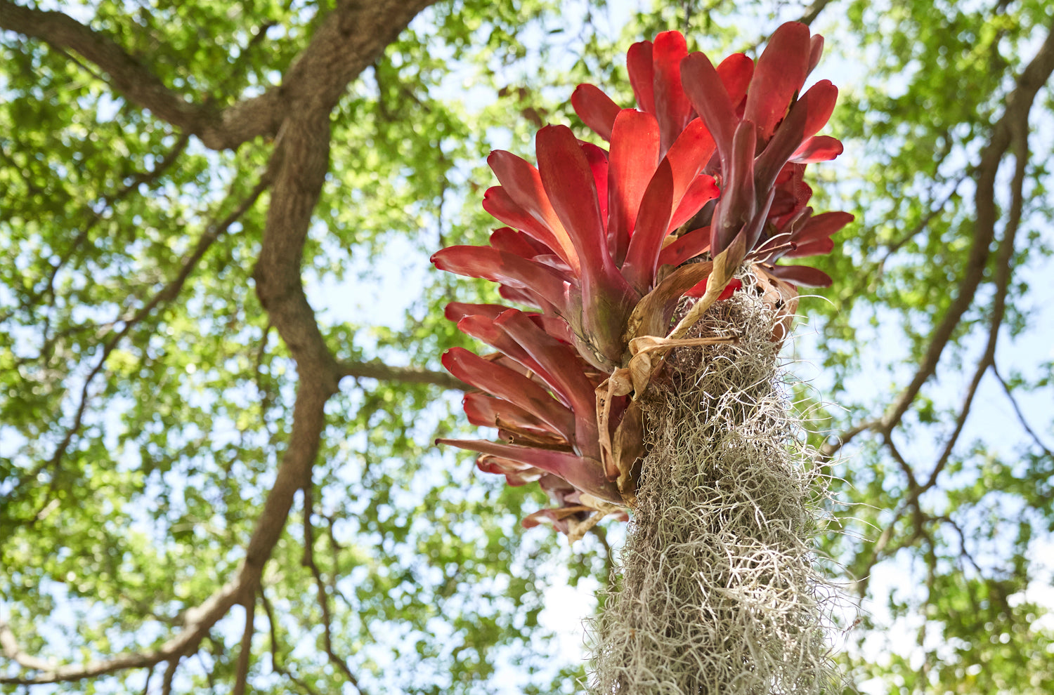BROMELIADS: NATURE'S LIVING ART – PLANT THE FUTURE