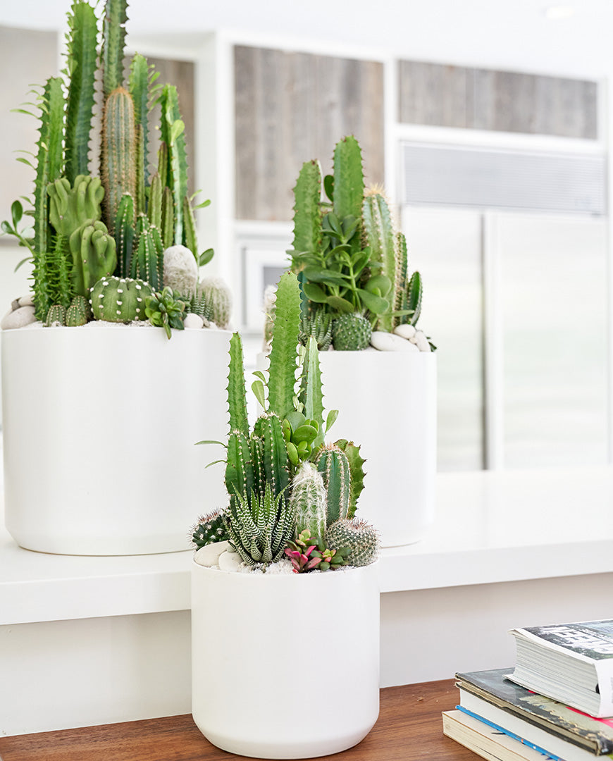 Simple ways to design a biophilic home – PLANT THE FUTURE