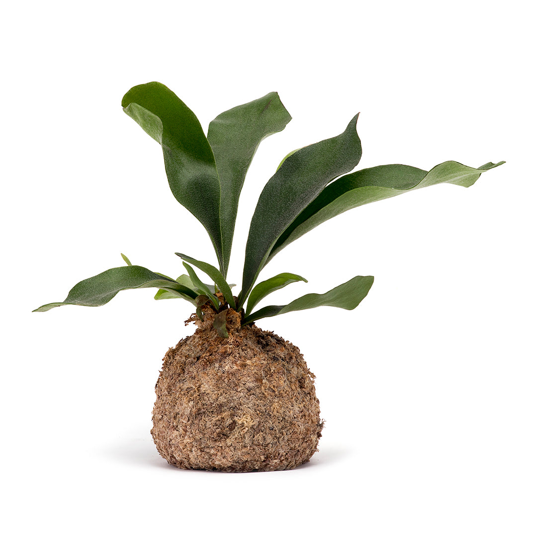 KOKEDAMA FERN – PLANT THE FUTURE