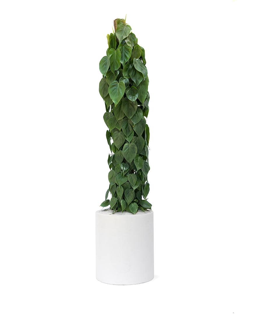 5 Exotic House Plants That Will Stand Out in Any Room – PLANT THE FUTURE