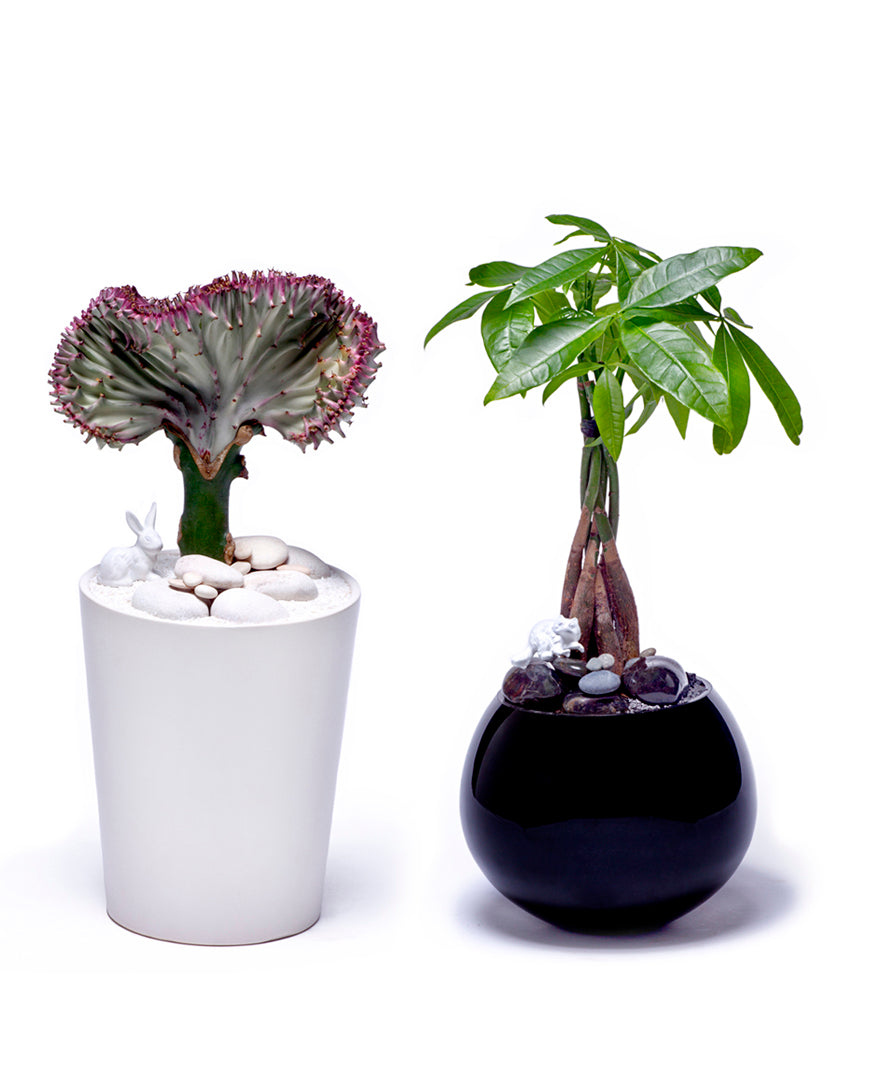 5 Unique Tabletop Plants for Coffee Tables – PLANT THE FUTURE