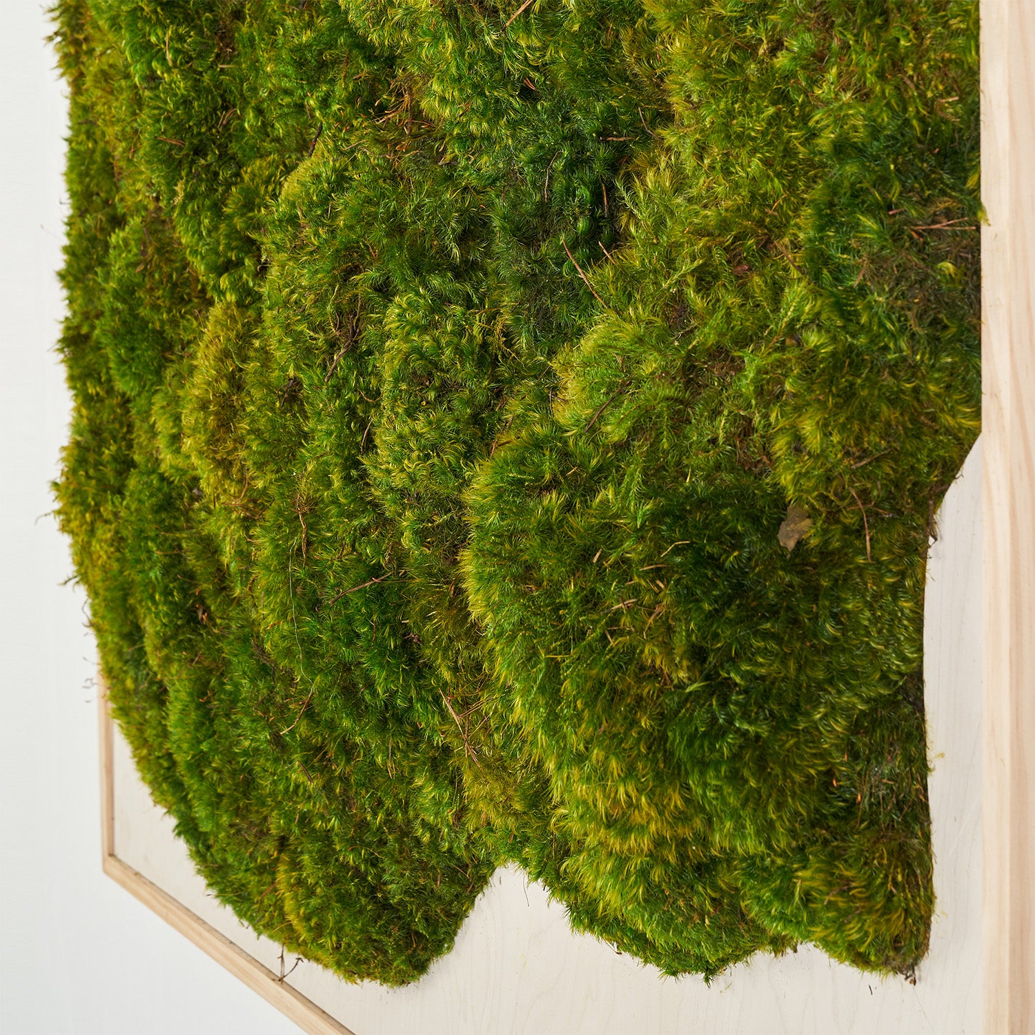 About Us | Plant the Future – PLANT THE FUTURE