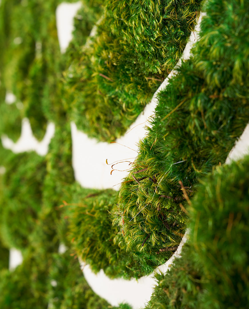 Exploring Moss Art: Beauty & Sustainability – PLANT THE FUTURE