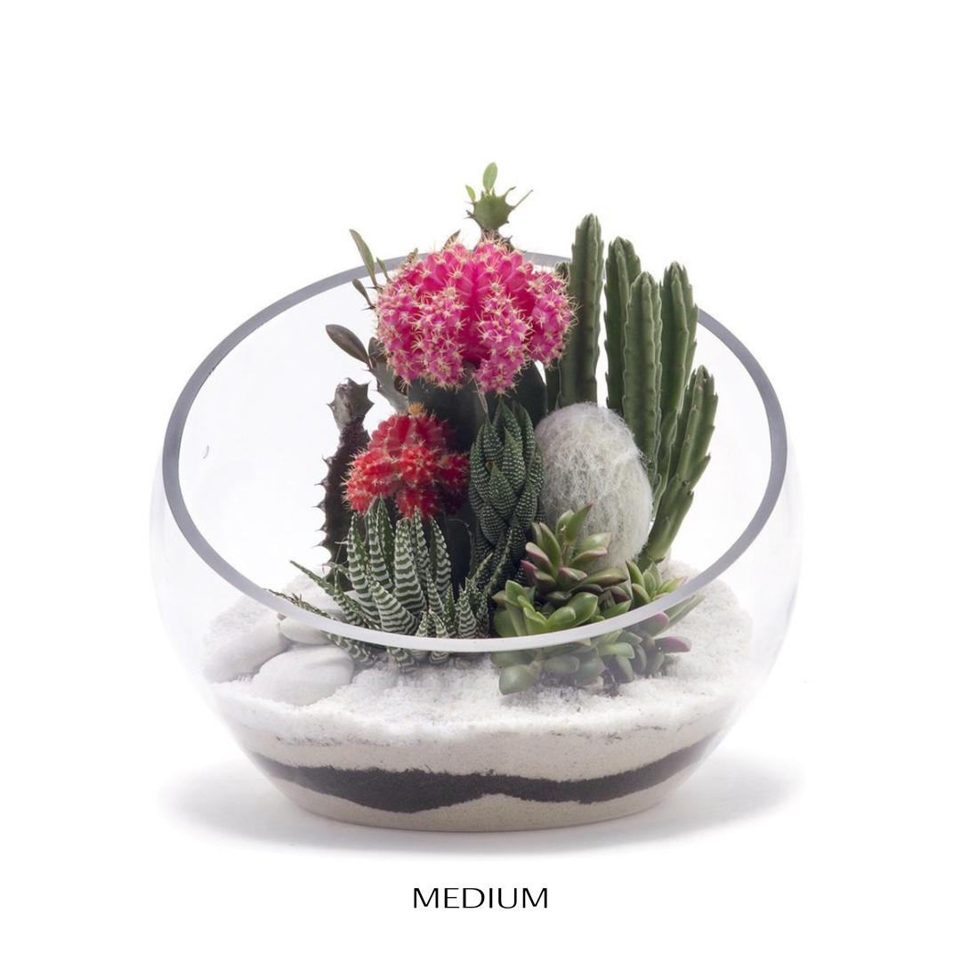 Terrarium - Small Half Moon (Black top) – PLANT THE FUTURE