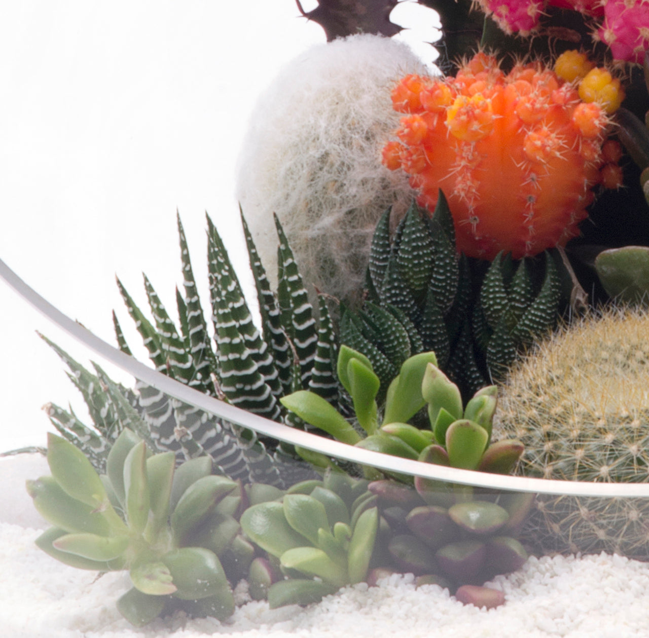 Terrarium - Small Half Moon (Black top) – PLANT THE FUTURE